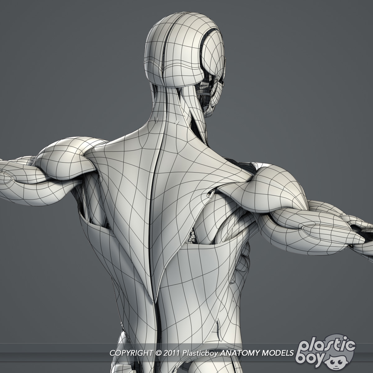 maya rigged male muscular anatomy