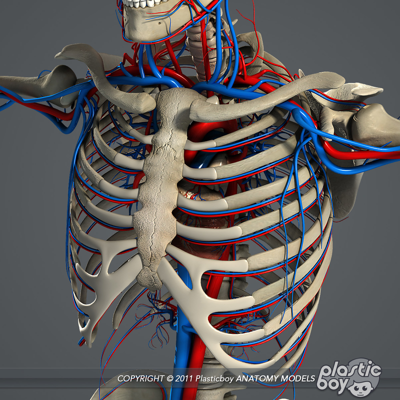 3d rigged circulatory skeletal systems
