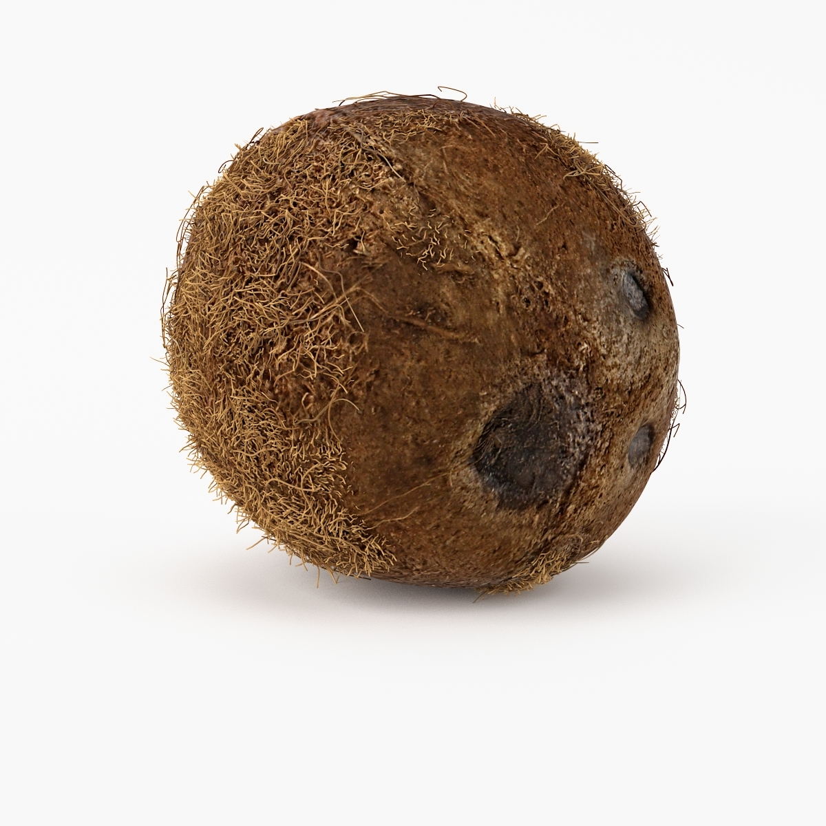 realistic coconut real fruit 3d obj