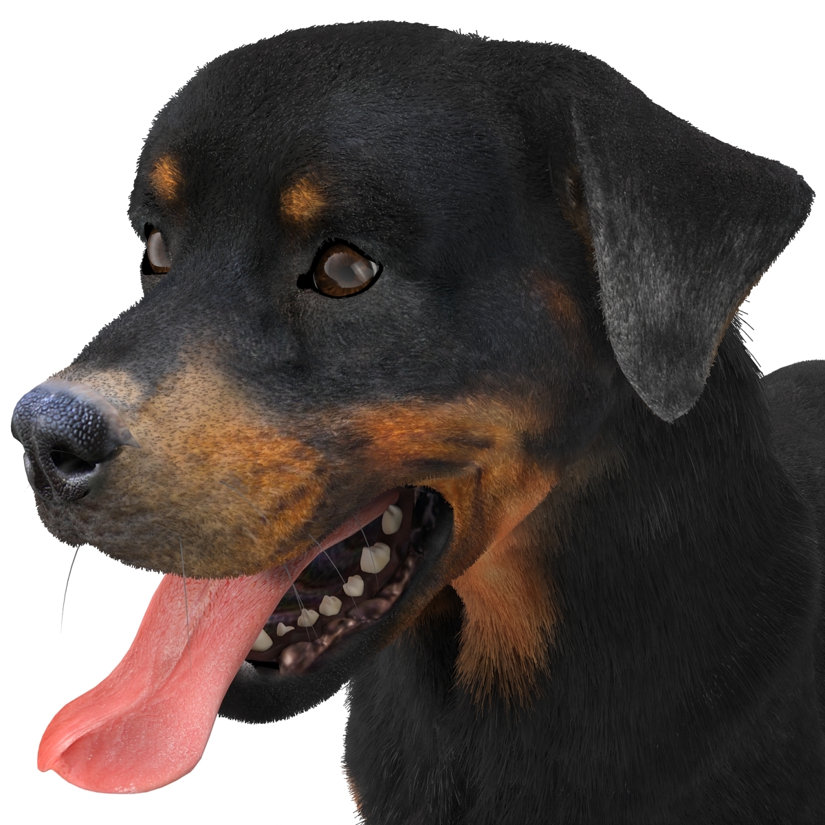 max rottweiler fur