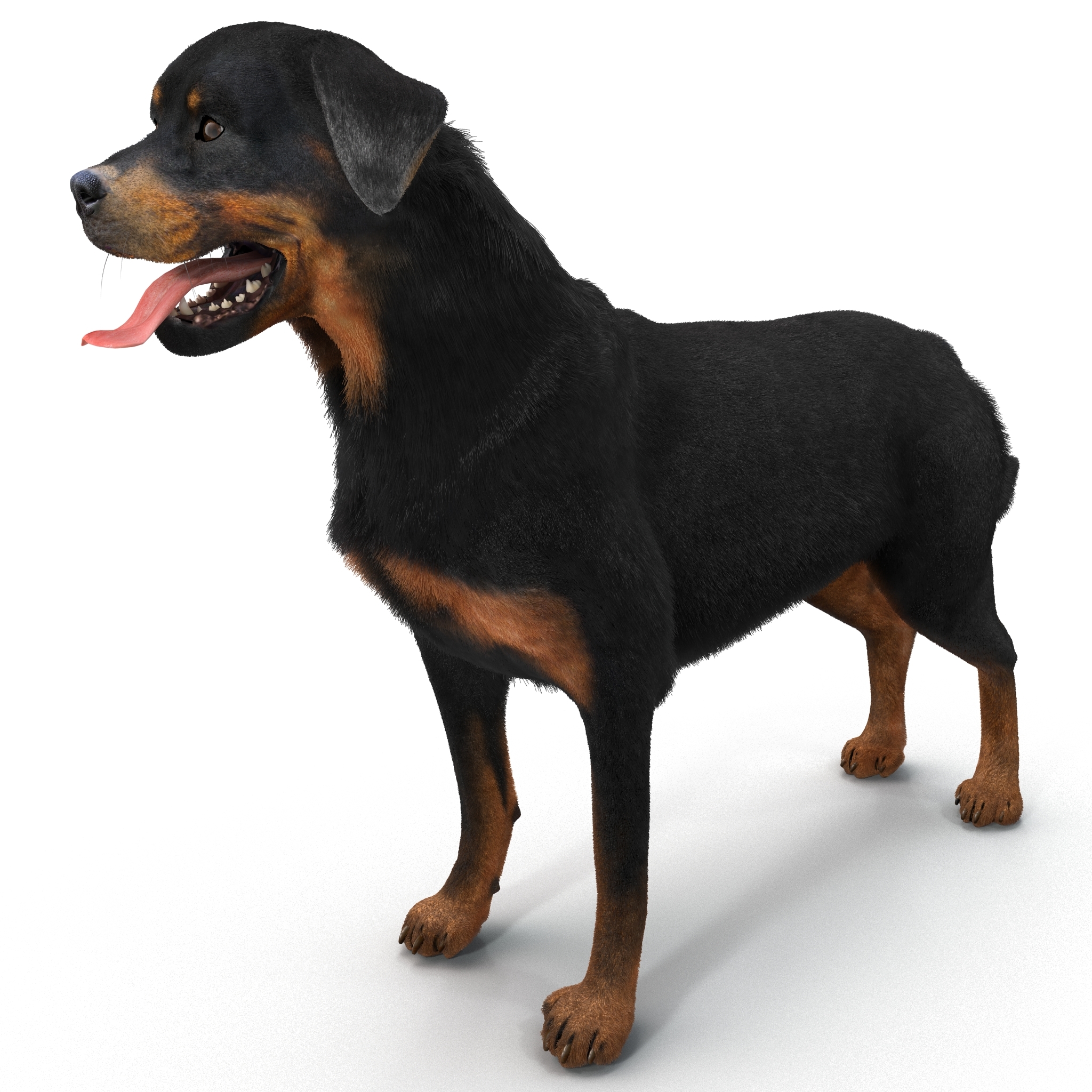 max rottweiler fur
