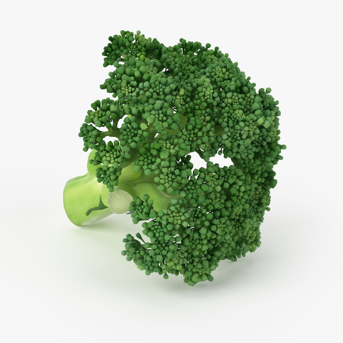 3d realistic broccoli real model