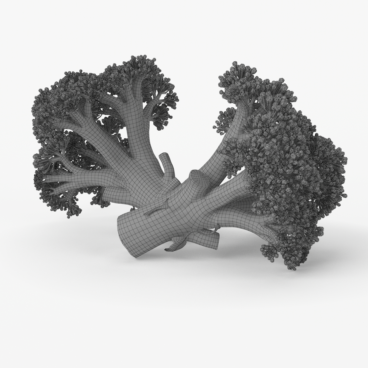 3d realistic broccoli real model