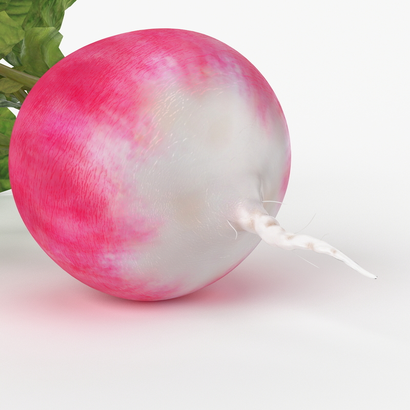 realistic red radish real 3d model