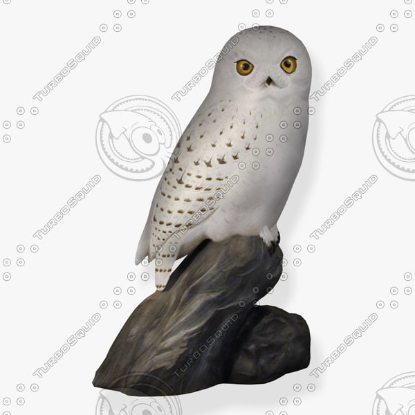 Snowy Owl 3D Models for Download | TurboSquid