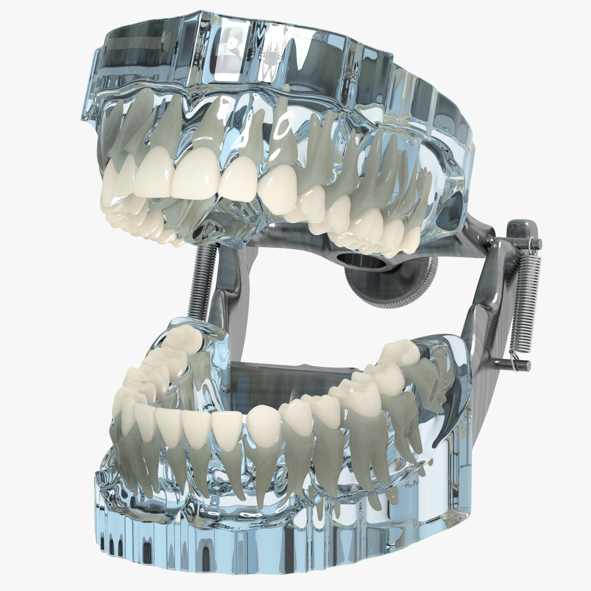 3d realistic typodont