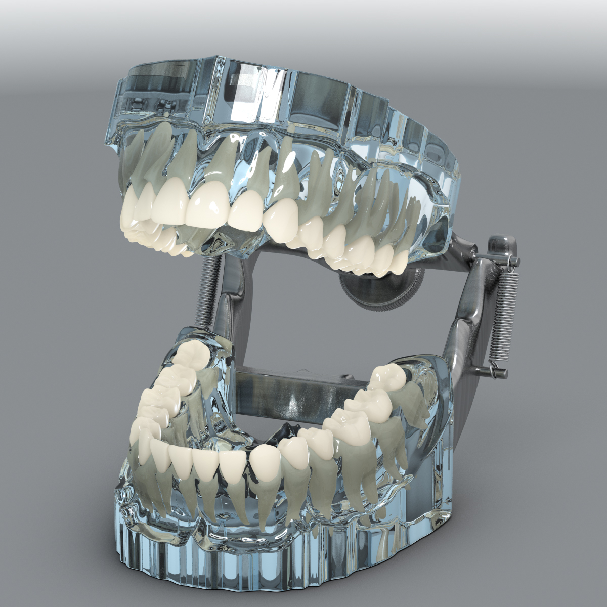 3d realistic typodont