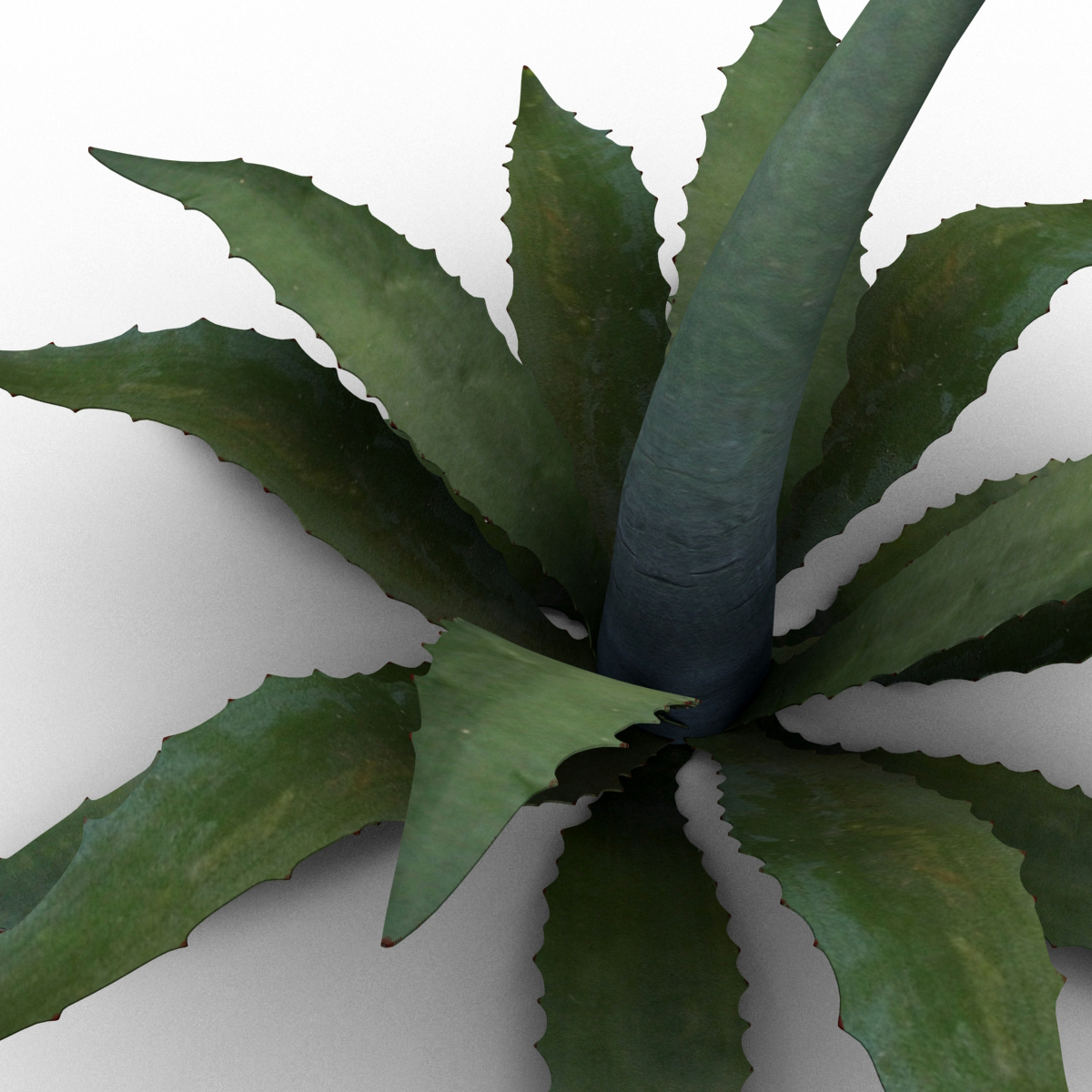 max agave plant