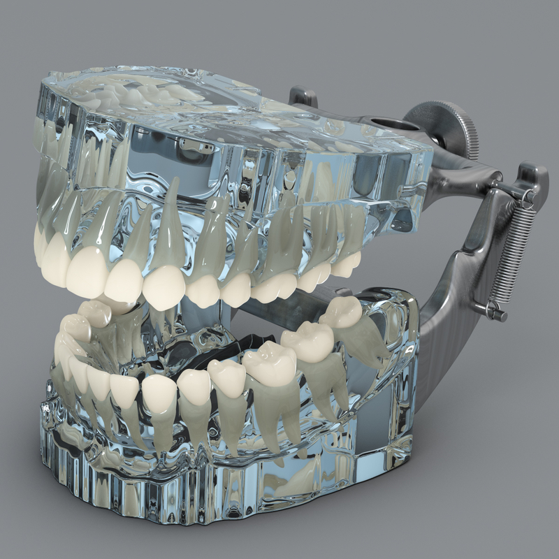 3d realistic typodont