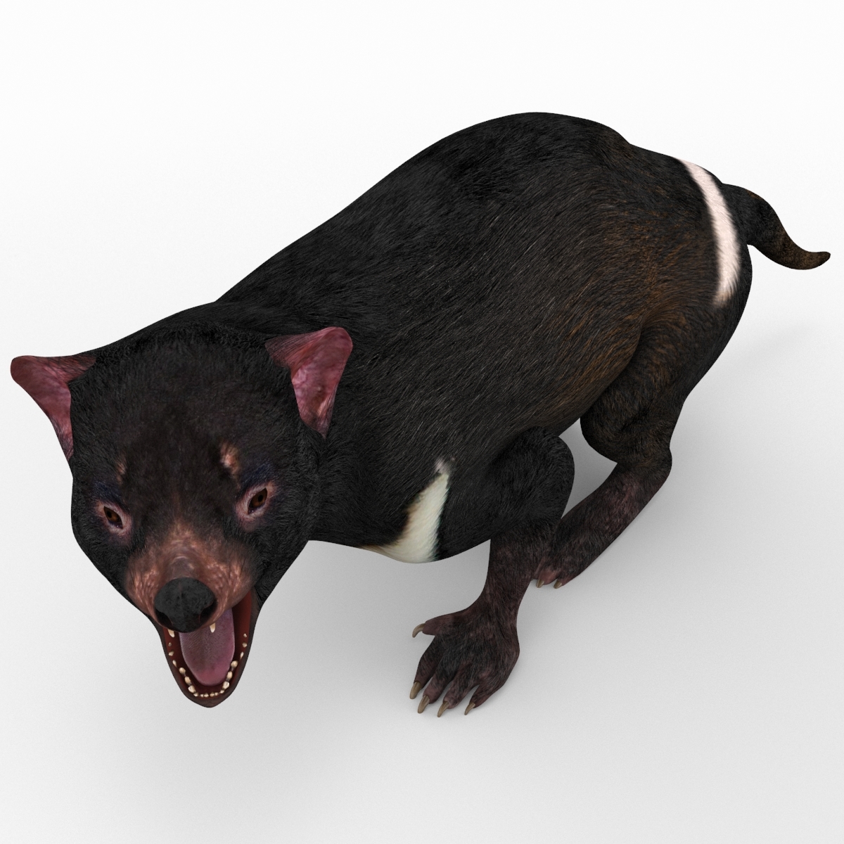 tasmanian devil pose 3 max