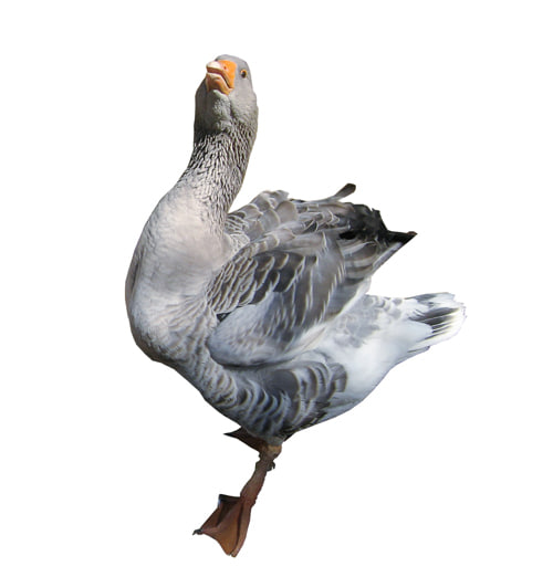 Texture JPEG goose bird poultry