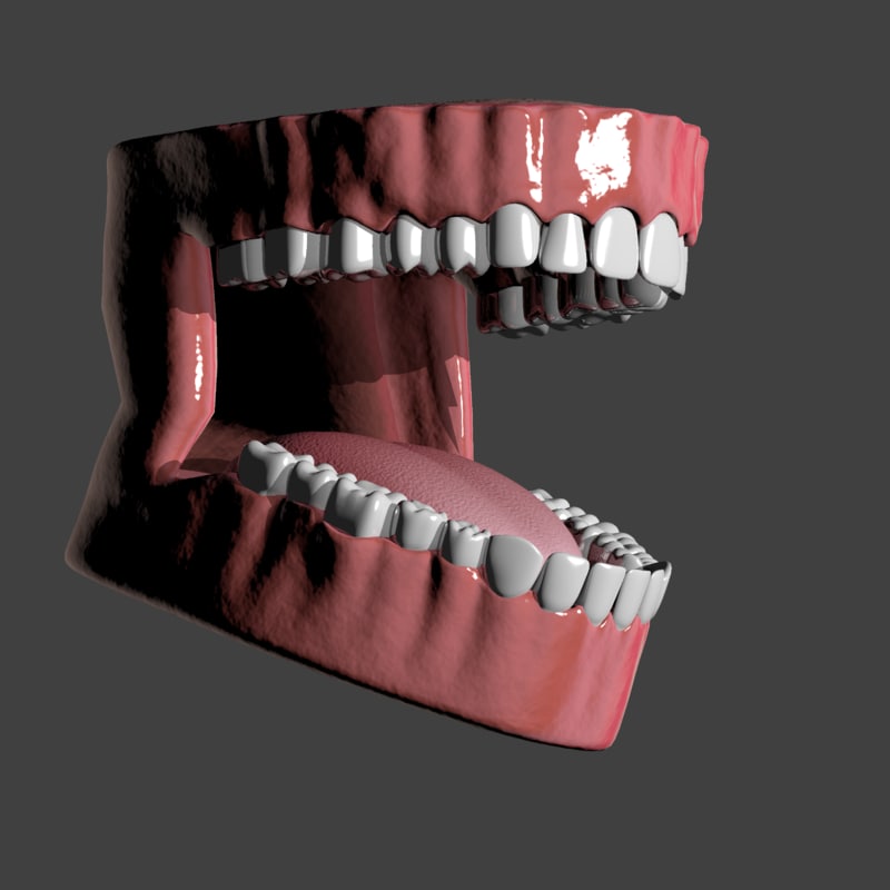 3d model human mouth