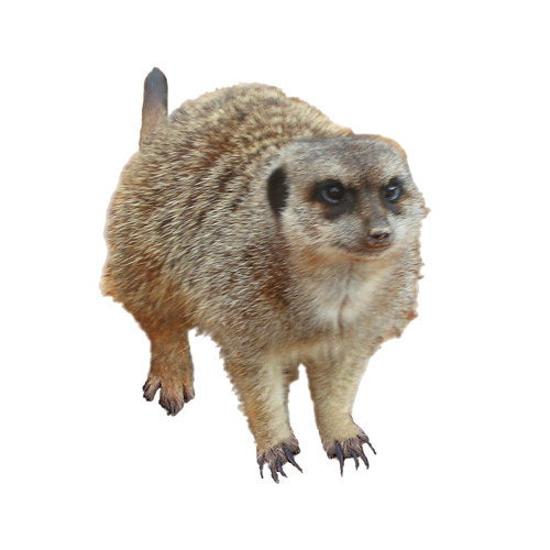 Texture JPEG mongoose meerkat animal