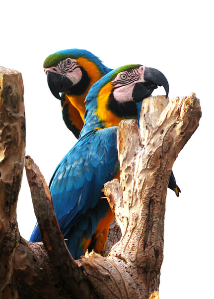 Texture JPEG parrot bird cutout