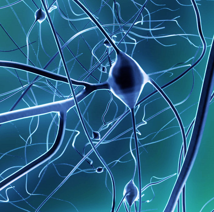 3d neuron nerve synapses