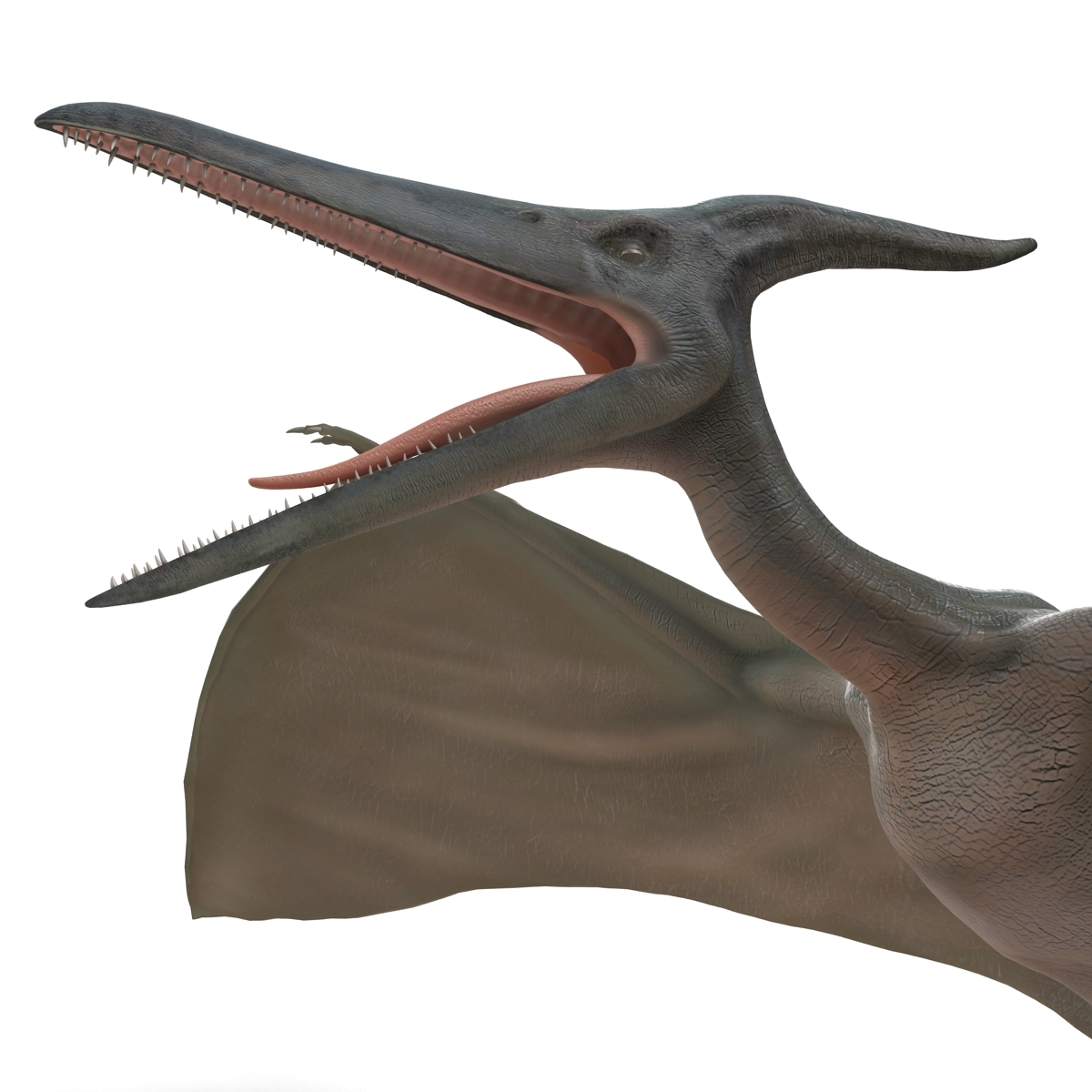modelo 3d Pterodáctilo - TurboSquid 842105