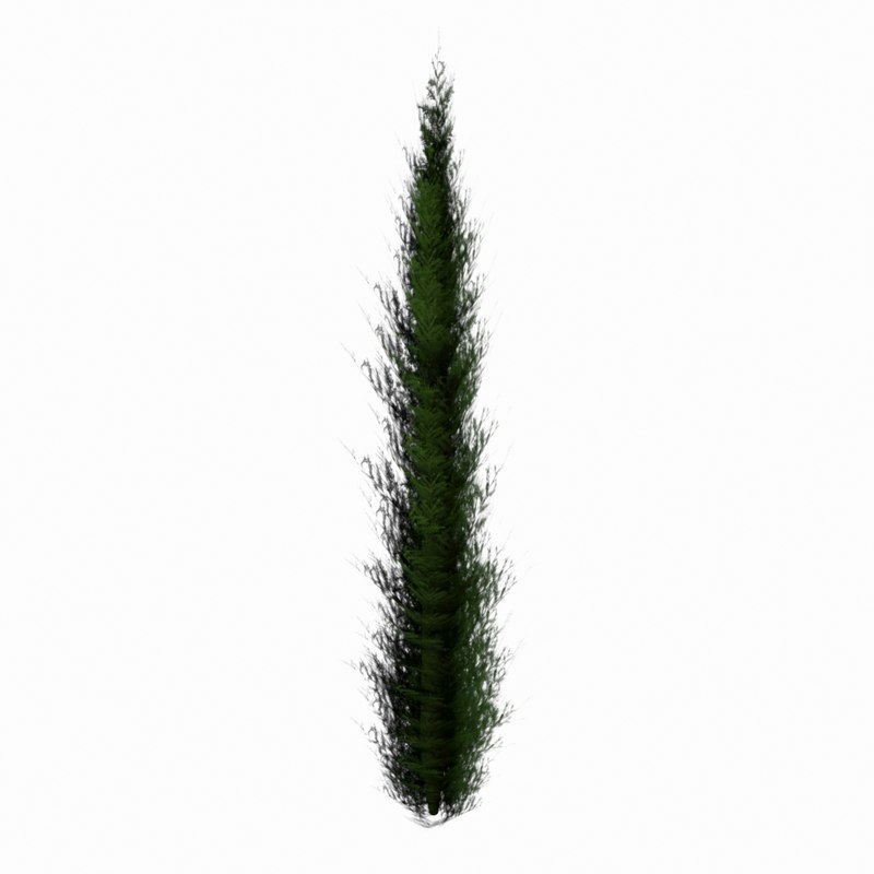optimized cypress tree 3d model