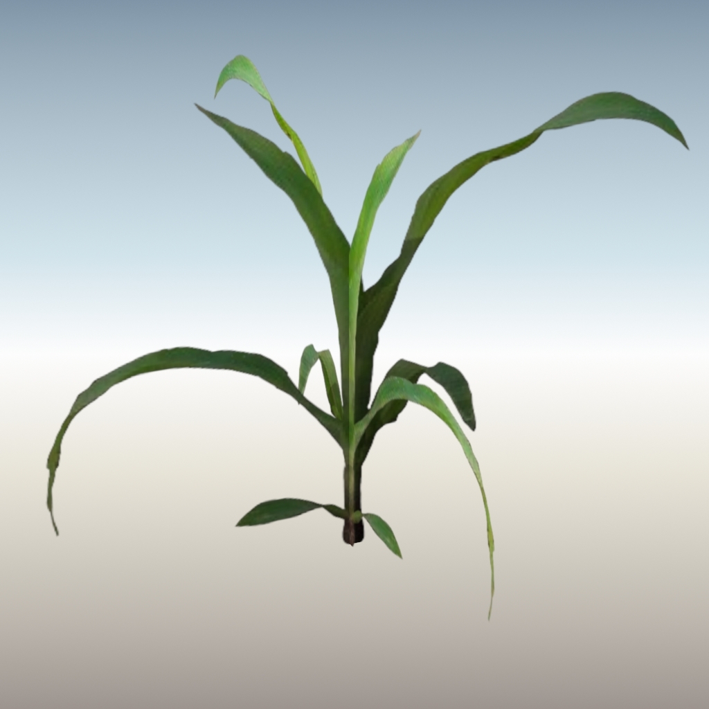 optimized weed plant 3d max