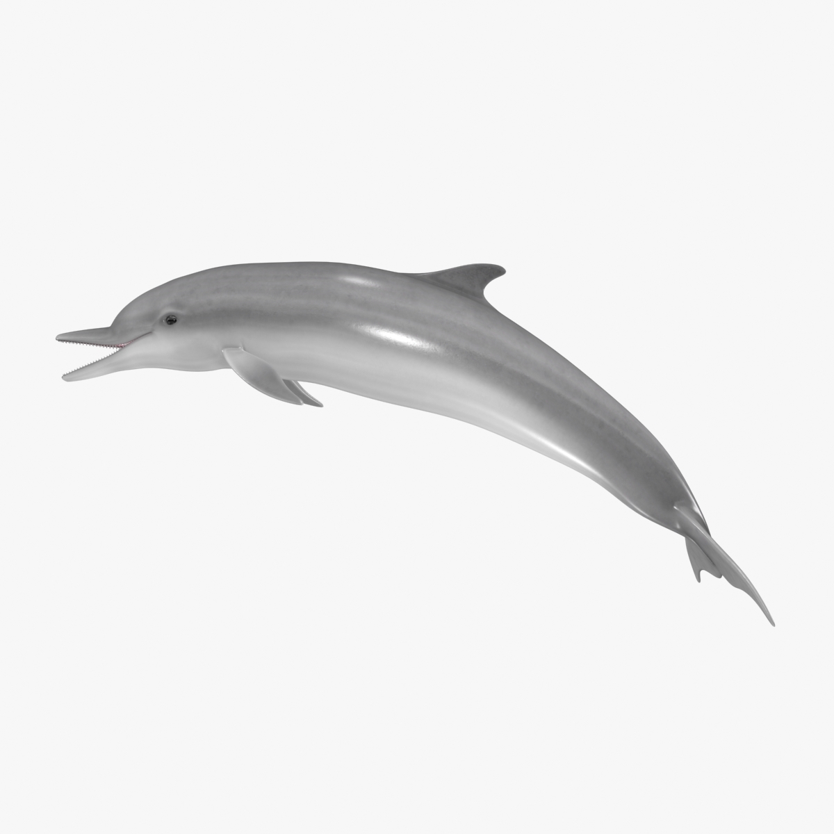 realistic dolphin pose 2 3d model