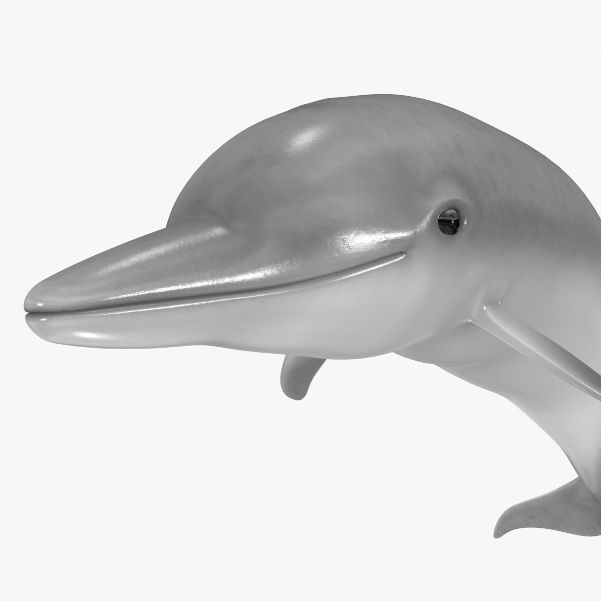realistic dolphin pose 2 3d model