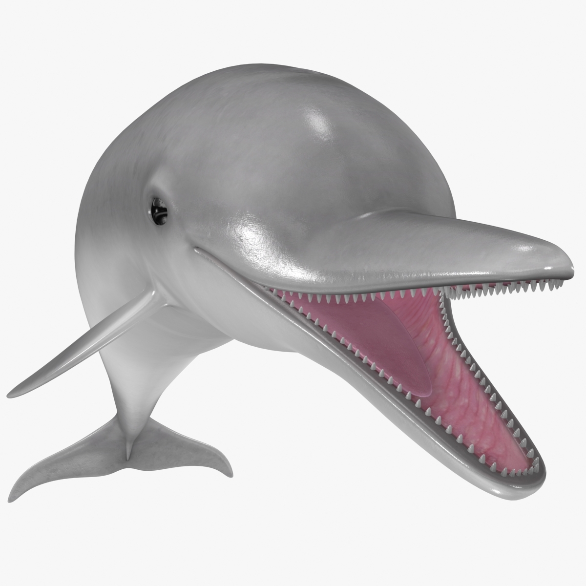 realistic dolphin pose 2 3d model