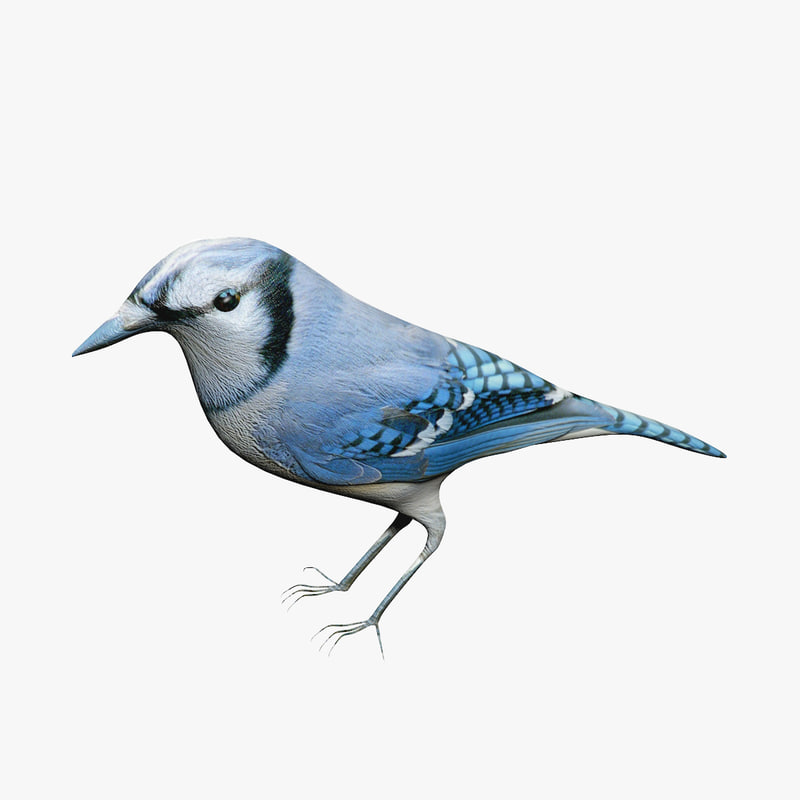 blue jay 3d model