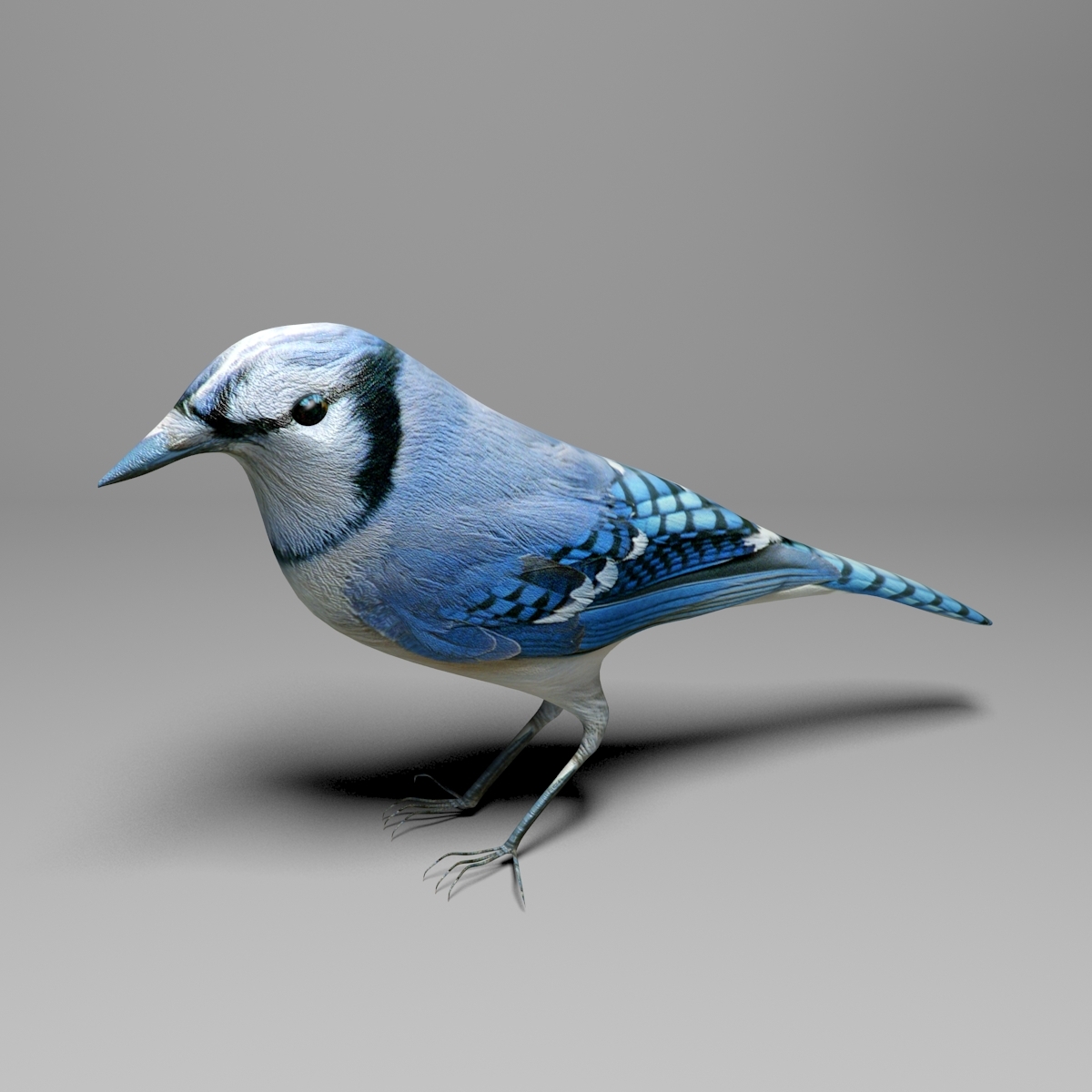 blue jay 3d model