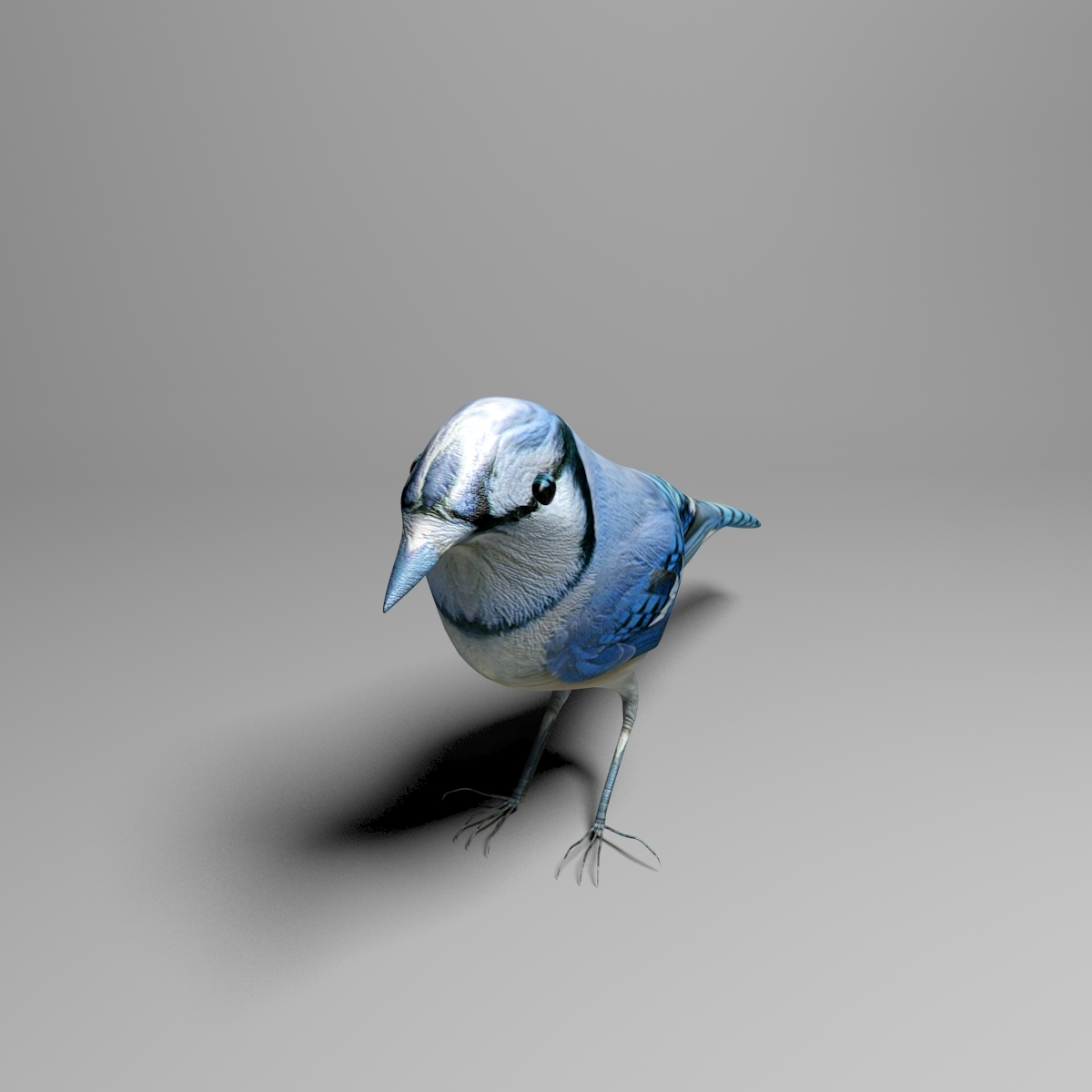 blue jay 3d model
