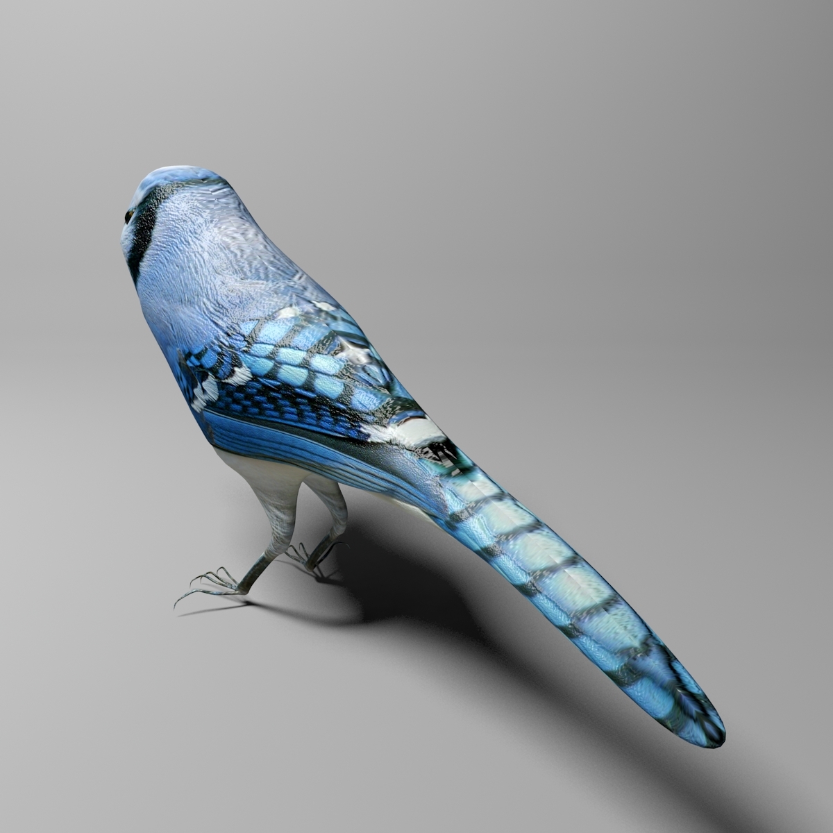 blue jay 3d model