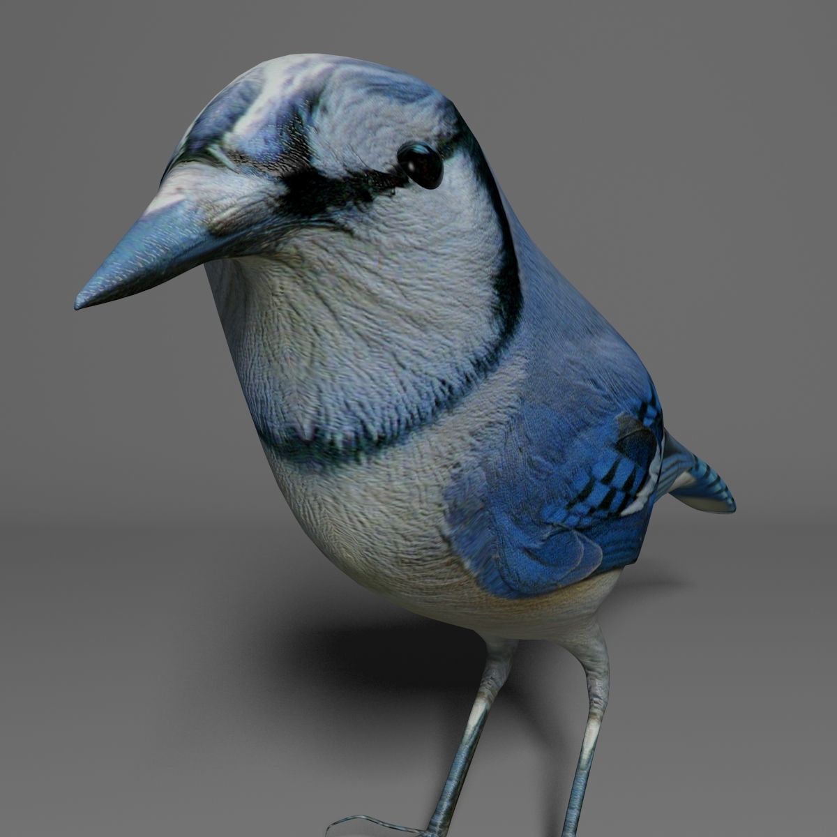 blue jay 3d model