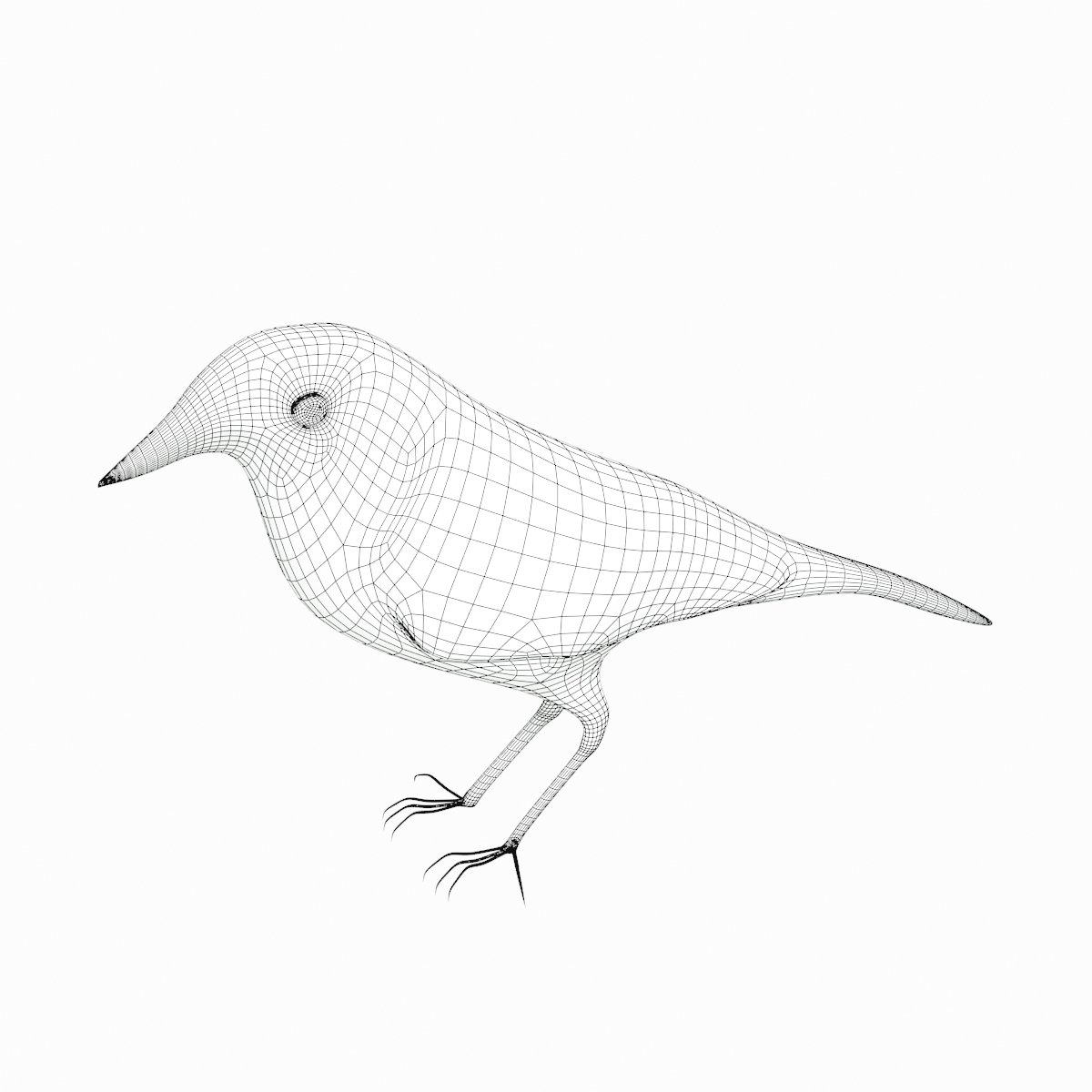 blue jay 3d model
