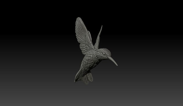 Hummingbird 3D Models for Download | TurboSquid