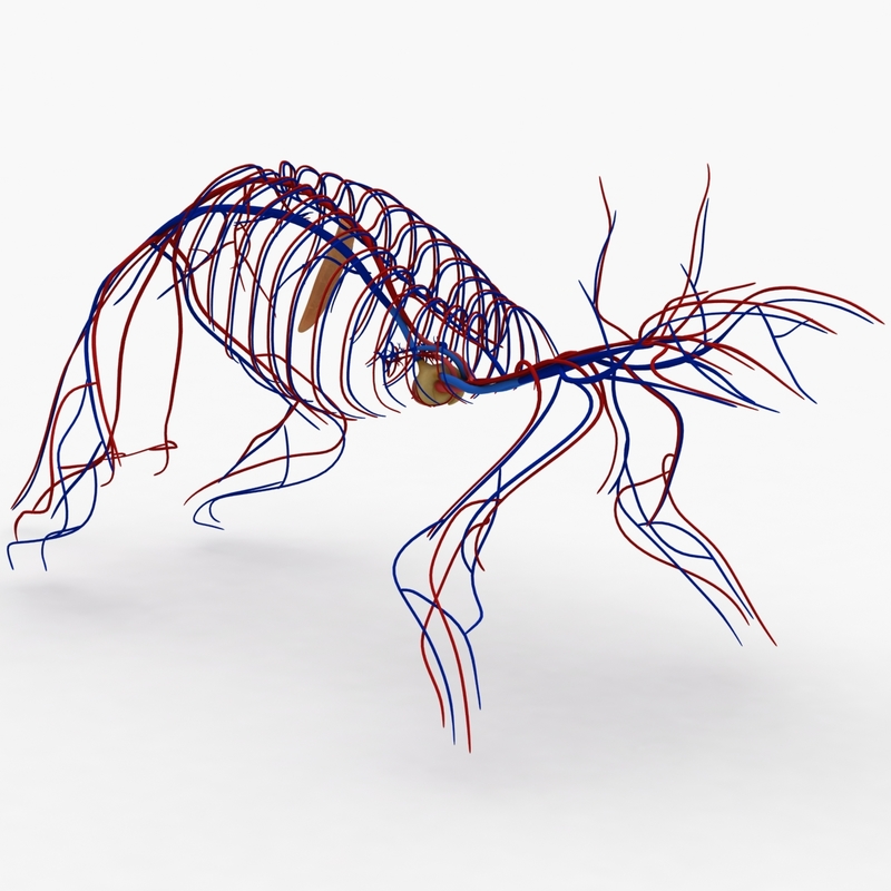 dugm01 rat anatomy male max