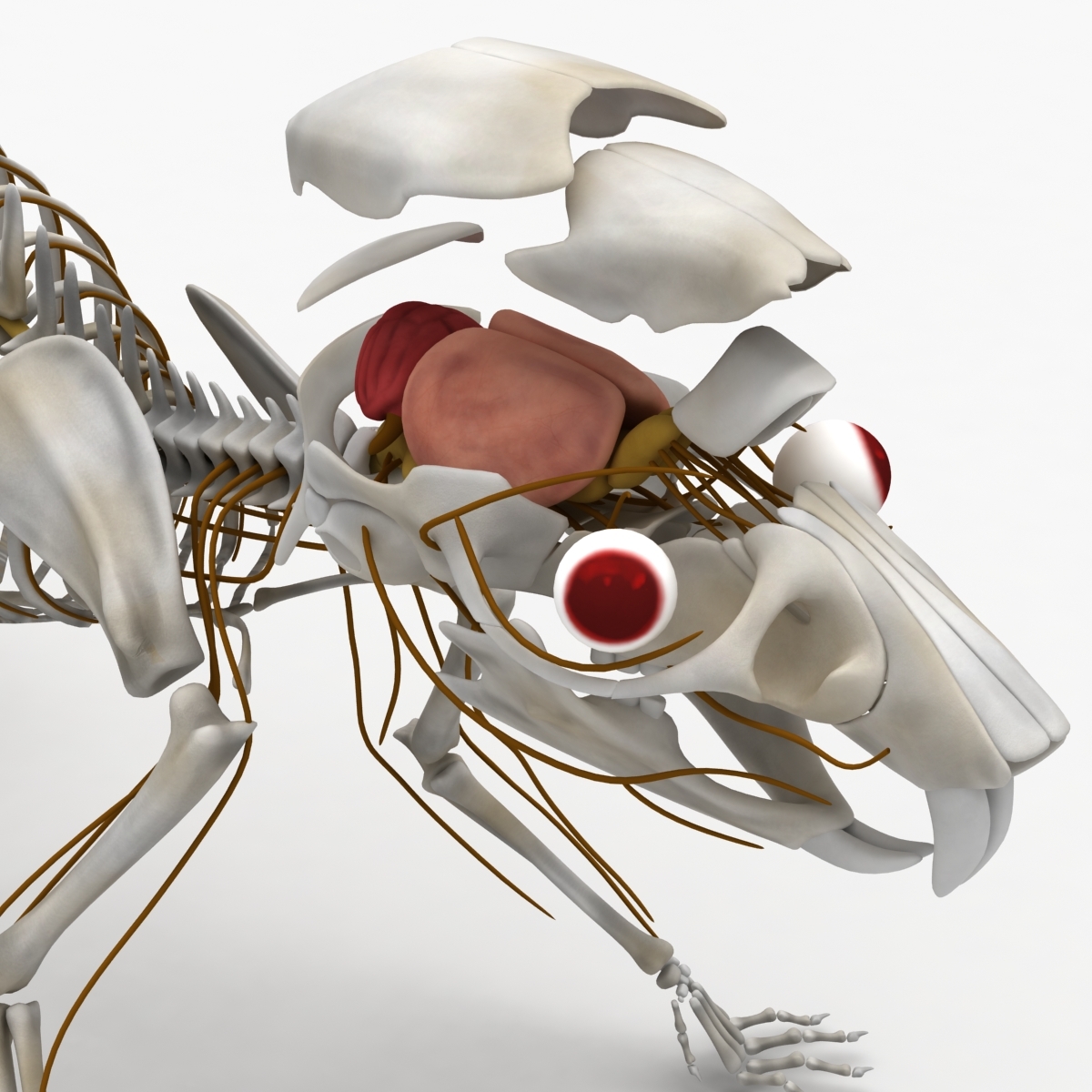 dugm01 rat anatomy male max