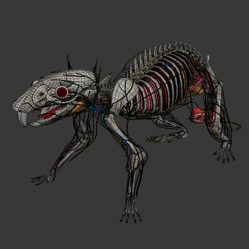 dugm01 rat anatomy male max