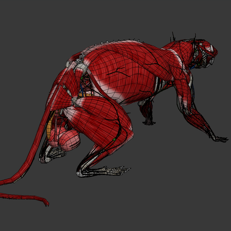 dugm01 rat anatomy male max