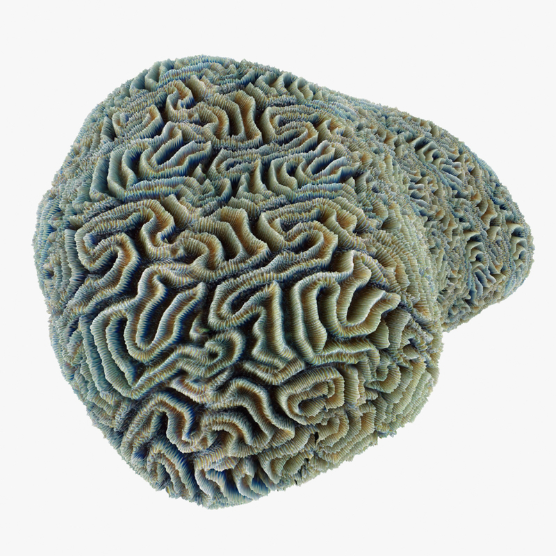 3d model coral brain