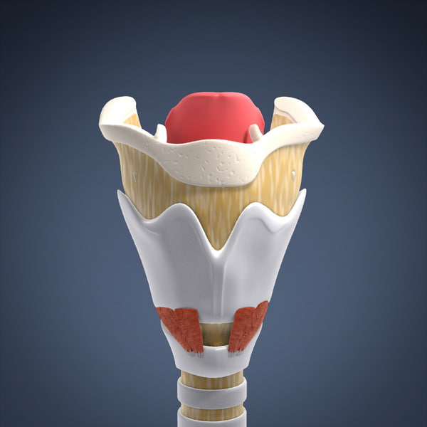 human larynx animation 3d model
