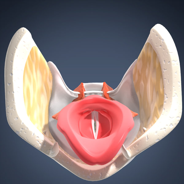human larynx animation 3d model