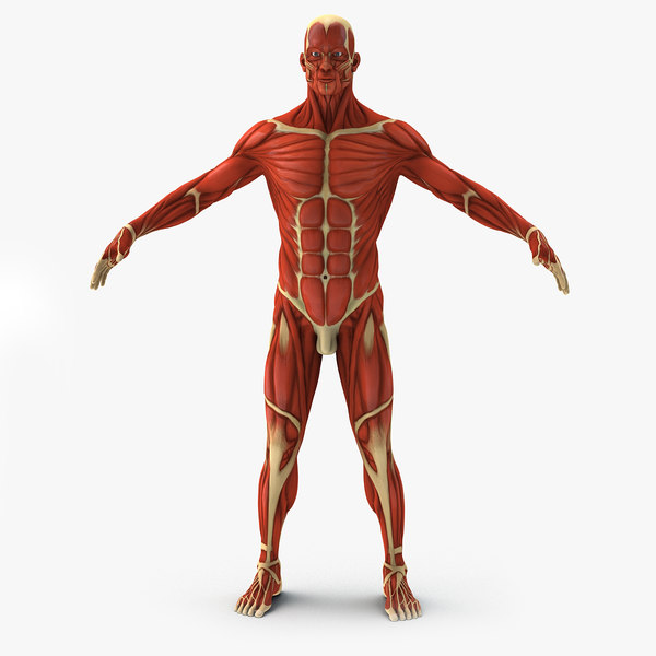 Menschliche Muskeln 3D Modelle zum Download | TurboSquid