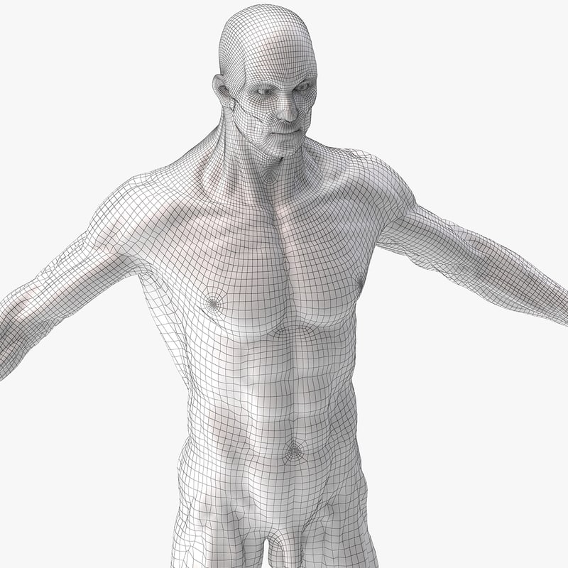 3d model muscular human