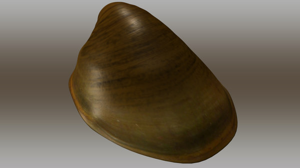 neopilina monoplacophoran polyplacophoran obj