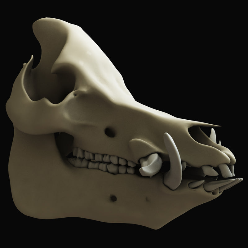 boar teeth max