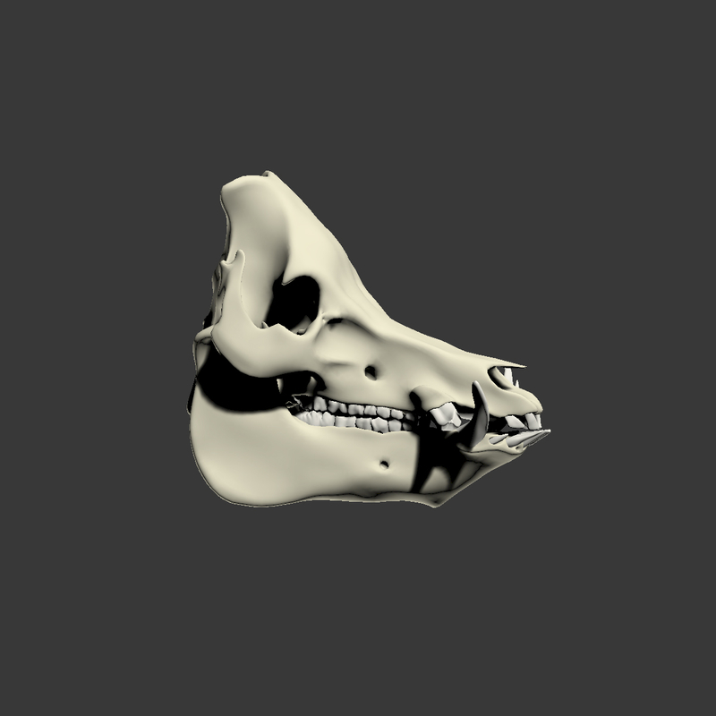 boar teeth max