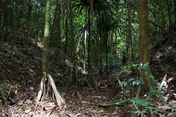 Stock jungle backplate nature