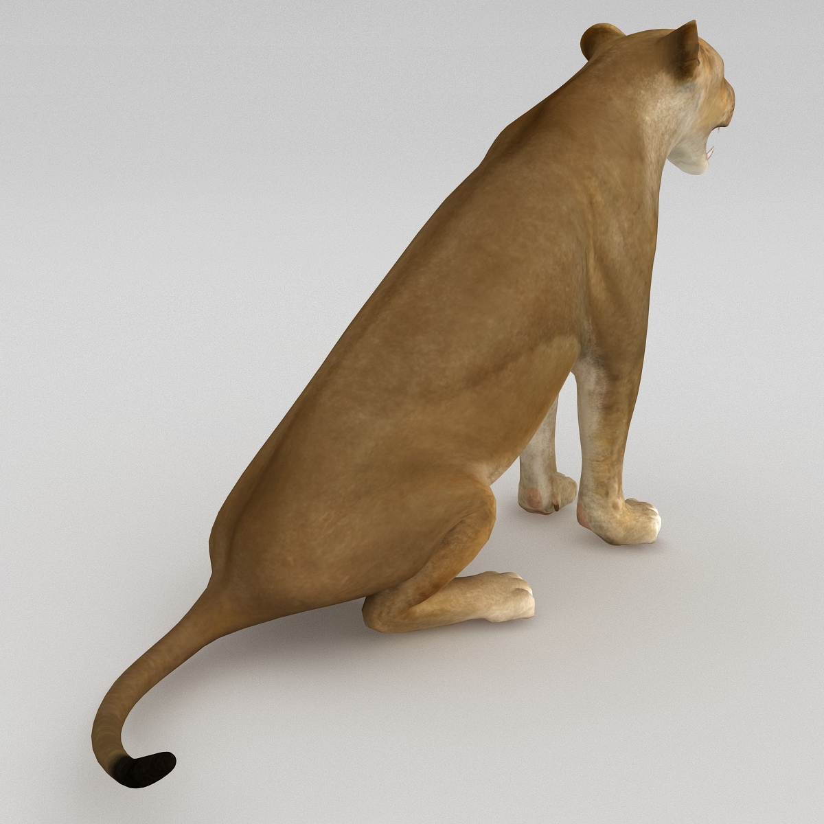3d lioness pose 4 model