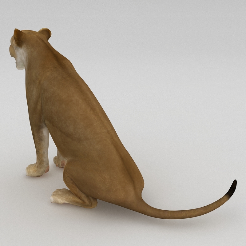 3d lioness pose 4 model