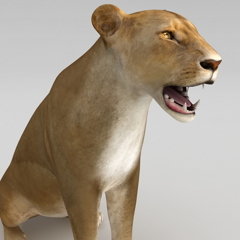 3d lioness pose 4 model