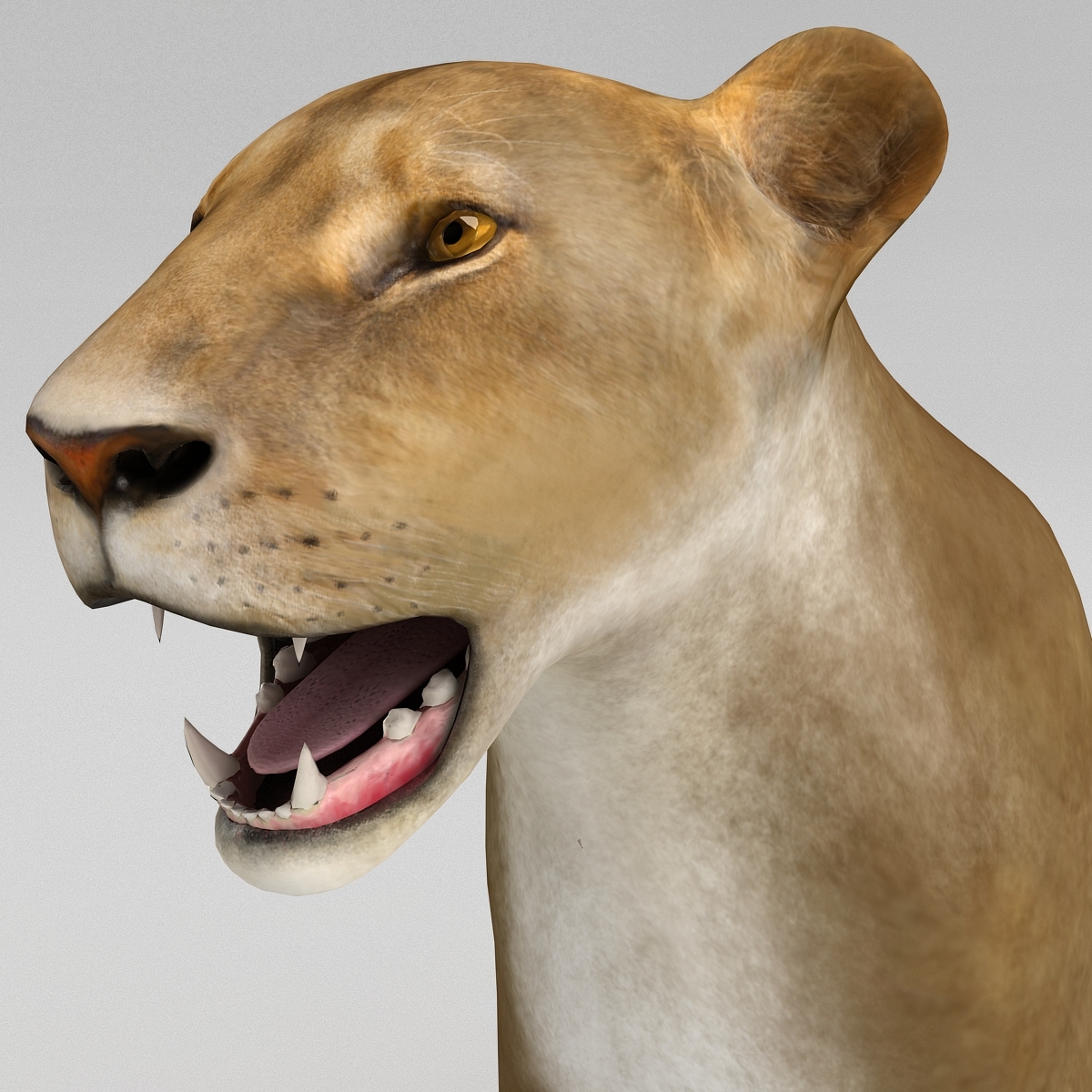 3d lioness pose 4 model