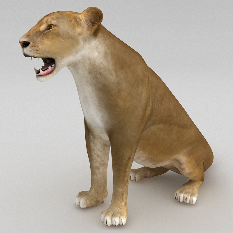 3d lioness pose 4 model